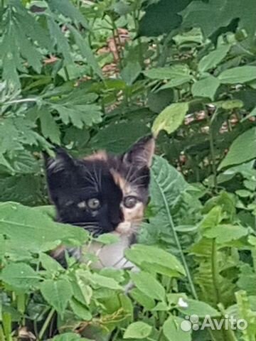 Трехцветка метиска шотландки 2мес Джулия