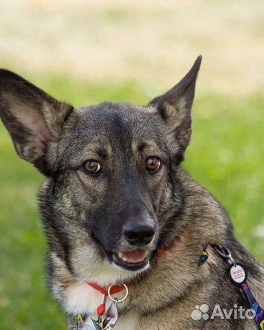 Девочка щенок подросток ищет дом