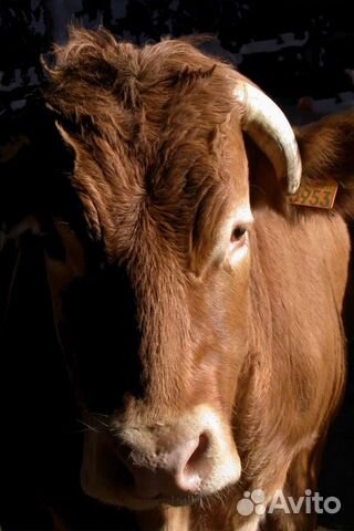 Быки на мясо