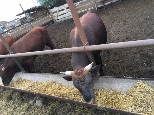 Быки откормочные