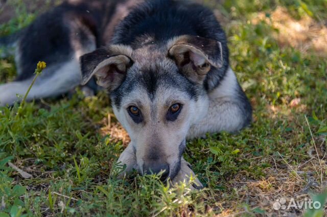 Каспер ищет дом