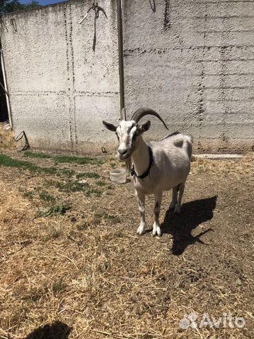 Продаются козы
