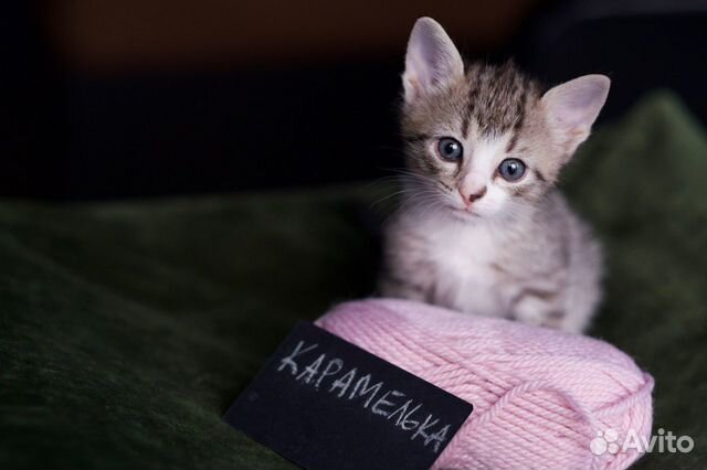 Котёнок Карамелька
