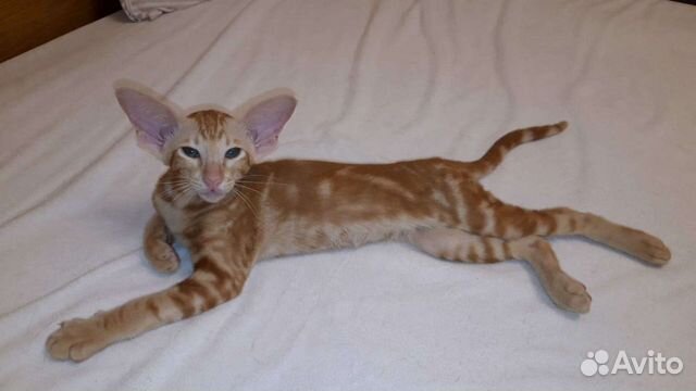 Ориентальная девочка 3 мес