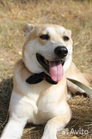 Лис спокойный, добрый и не хитрый мальчик