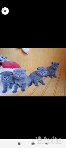 Котята шотландские вислоухие