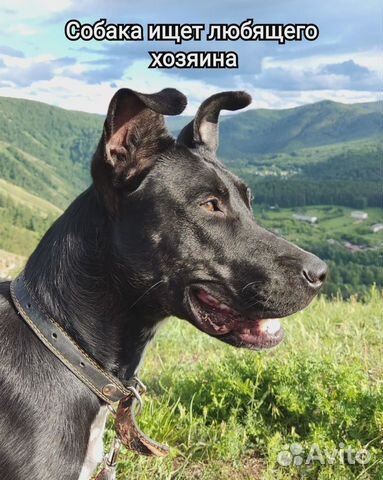Ищу хозяина (бывшего или нового) этой красотке