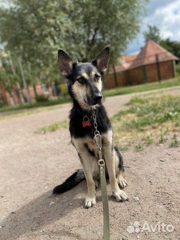 Собака с шикарными ушами