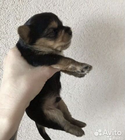 Йоркширский терьер