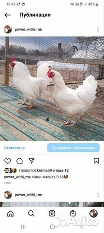 Куры несушки 1 год