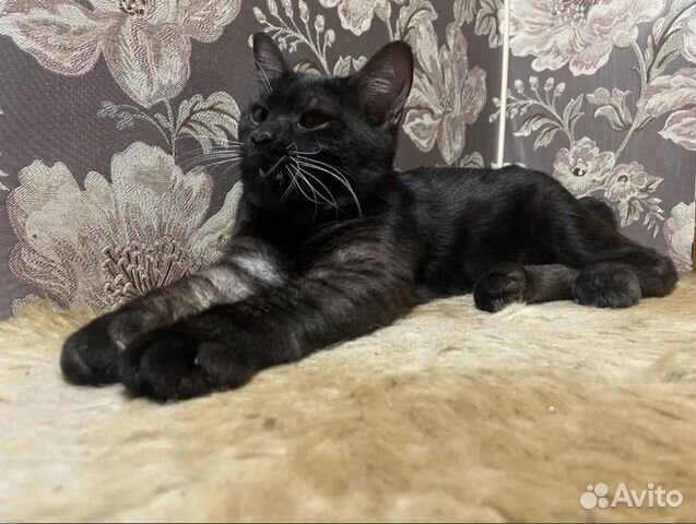 Чистокровный курильский бобтейл