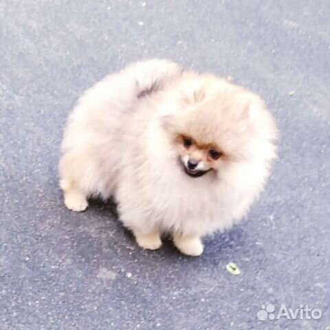 Шпиц Сладкая Мордашка