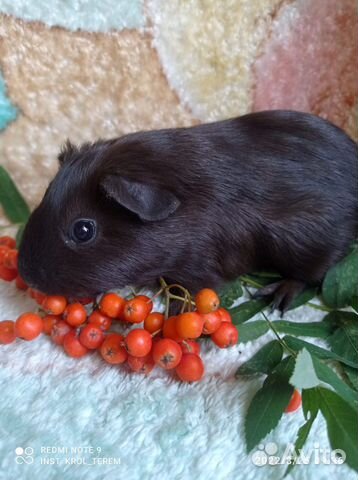 Морская свинка Селф. Шоколадка 1.5 мес