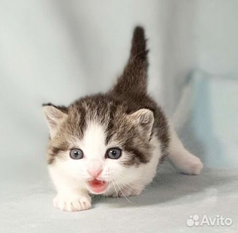 Ламбкин прямошерстный