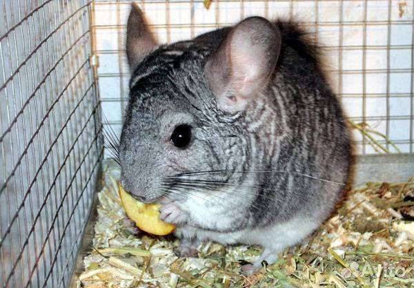 Шиншила в добрые руки