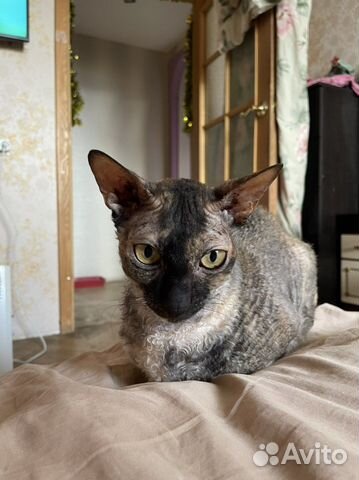 Корниш-рекс бесплатно