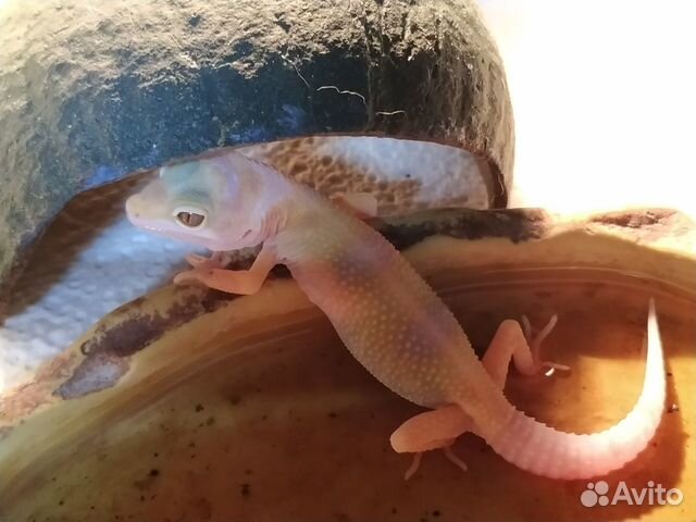 Эублефар малыши