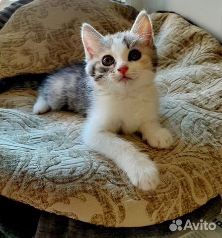 Котенок Люси в добрые руки