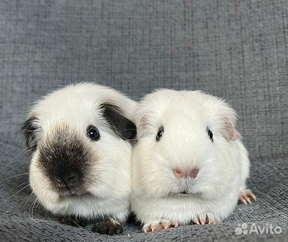 Морские свинки самочки
