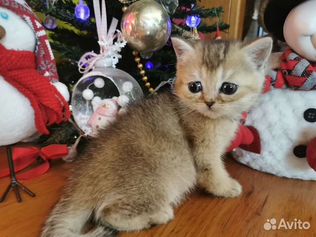 Котята от британской кошечки