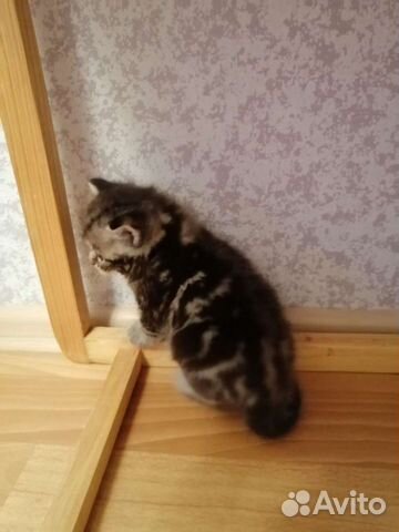 Шотландские прямоухие котята