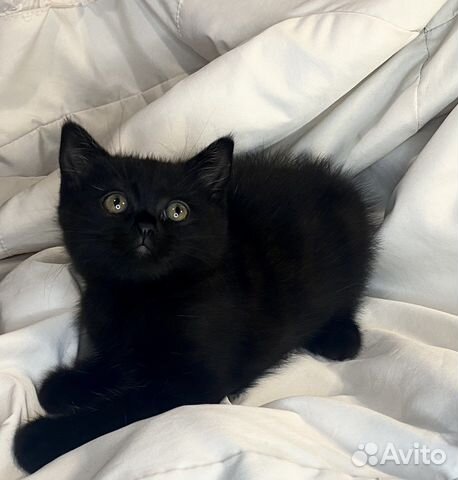 Шатланские прямоухие котята