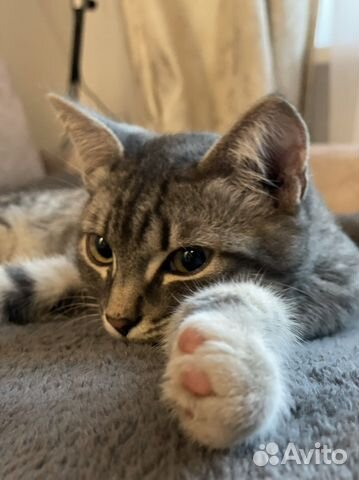 Кошка или кот