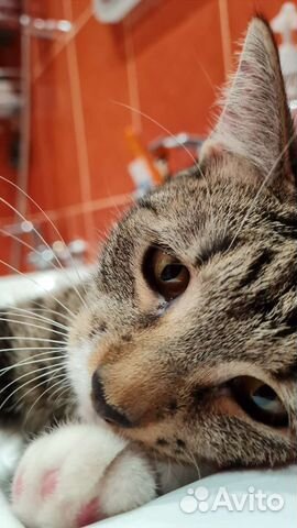 Кошка