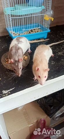 Крысы цветные