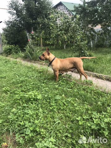 Собака маленькие стафики