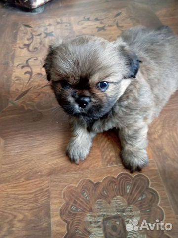 Щенки пекинеса