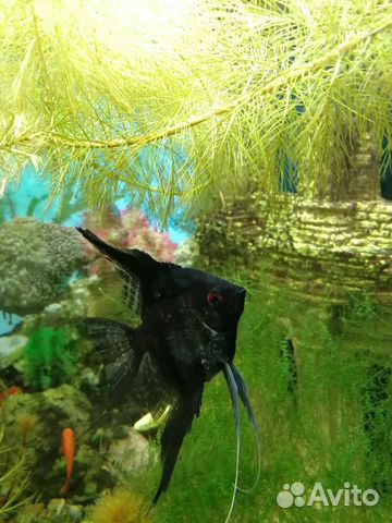 Скалярия черная