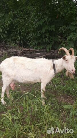 Зааненская дойная коза