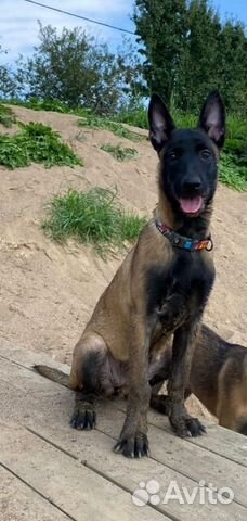 Девочка Бельгийской овчарки Малинуа