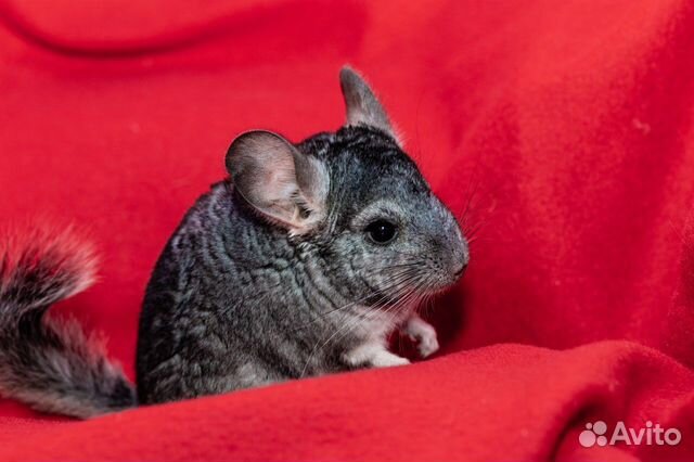 Шиншилла девочка 4 месяца