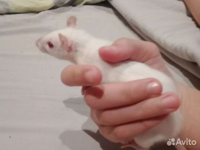 Крыса дамбо сиамская