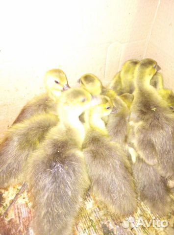 Гусята линда