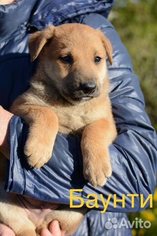 Отличные щенки для хороших людей