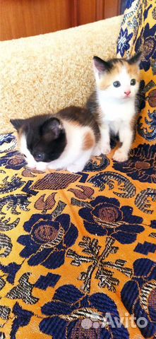 Прелестные котятки