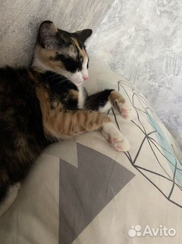 Кошка в добрые руки