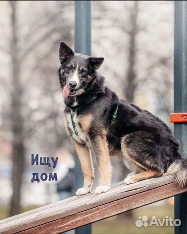 Марио из приюта ищет дом