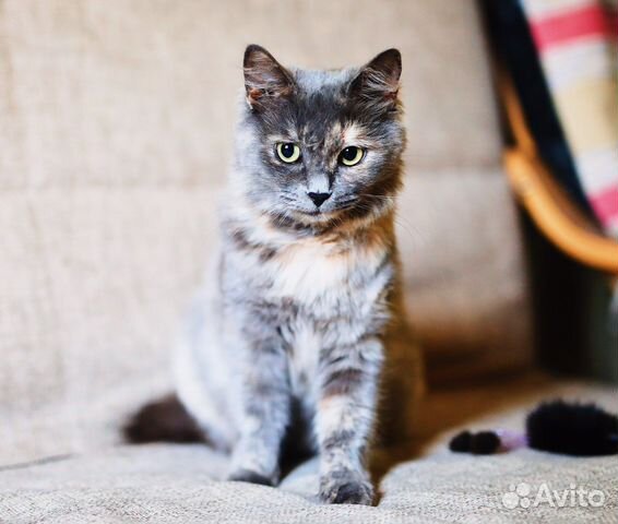 Красавица плюшевая кошка бобтейл 2 годика