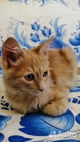 Привитая Санни ищет дом