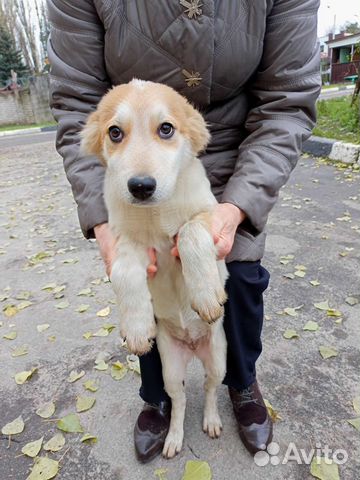 Маленькая собака в добрые руки