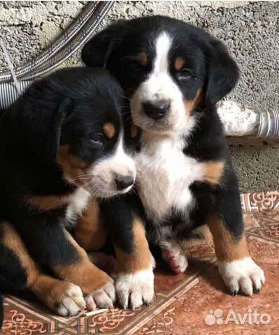 Большой швейцарский зенненхунд