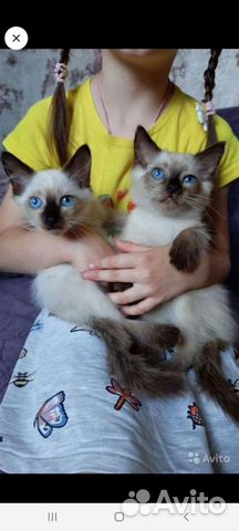 Сиамские котята