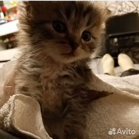 Котенок 1,5 мес