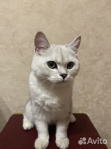 Британская шиншилла