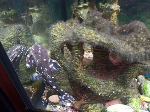 Отдам бесплатно двух аквариумных сомиков