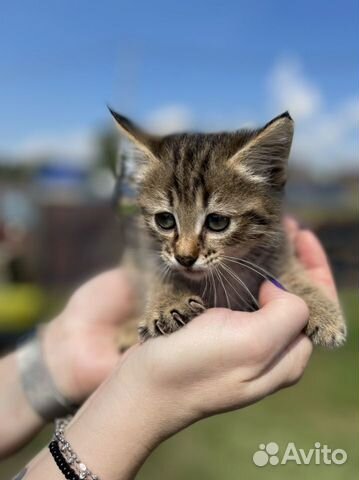 Котята мэйн кун и симский